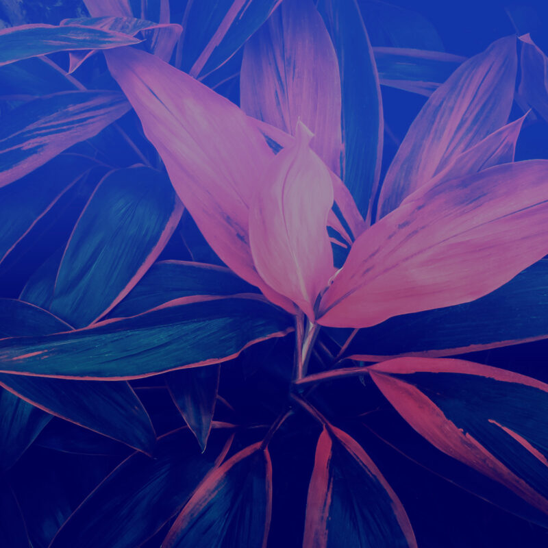 msg.Insurance Suite SaaS - Digitalisation for insurers